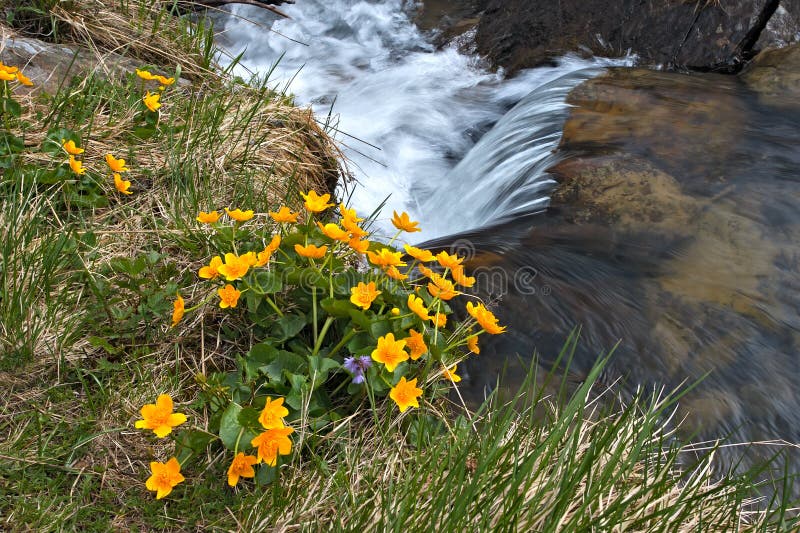 Yellow Flowers Near Streaming Water Stock Photo - Image of transparent ...