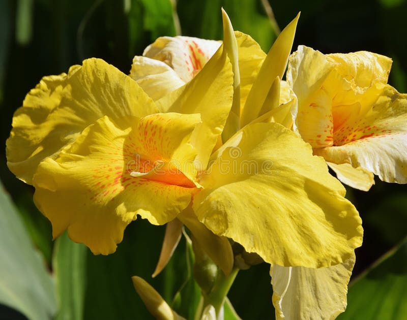 Yellow flowers stock image. Image of yellow, colorful - 77983339