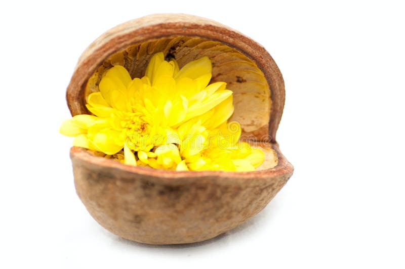 Yellow flowers in a nut stock image. Image of fruit, brown - 30296655