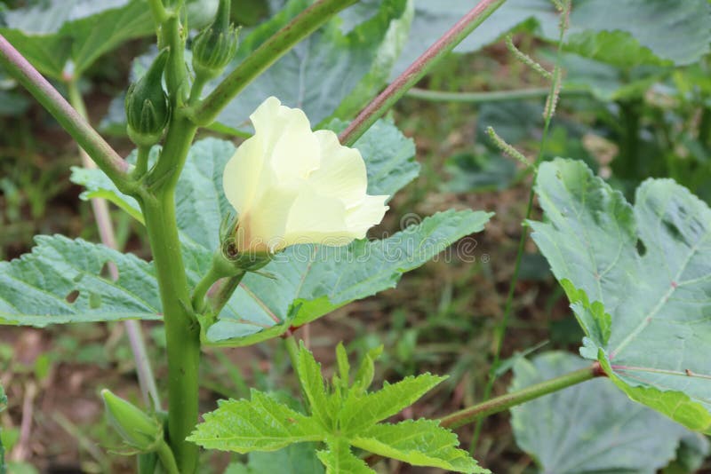 Yellow Flowers of Okra, Vegetables, Herbs, Organic Vegetables Stock ...
