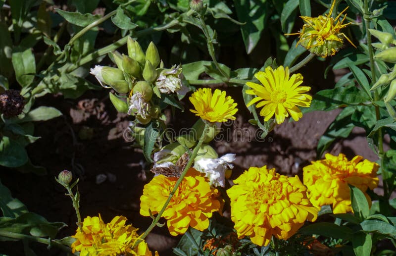 Yellow flowers open stock photo. Image of green, heaven - 254845132