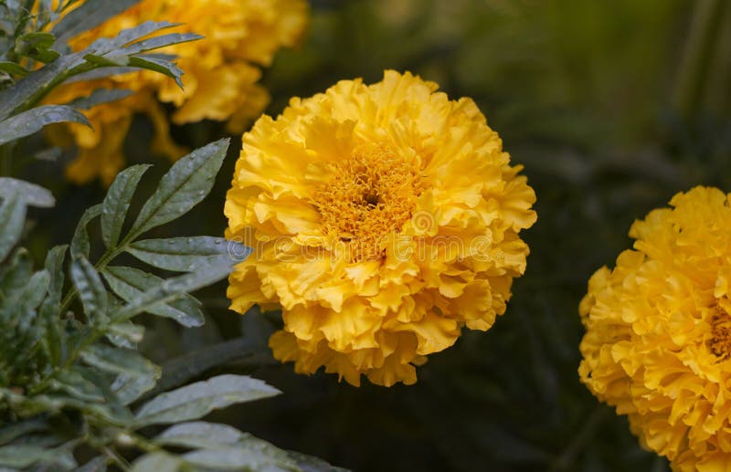 Yellow flowers open stock image. Image of spring, insect - 321429107