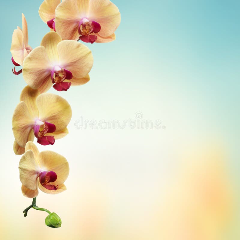 Orchids frame stock image. Image of romantic, plant, orchid - 17198561