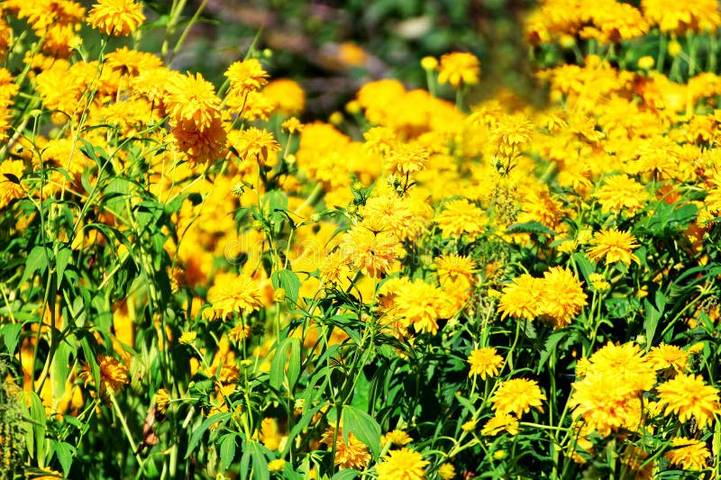 Overgrown in the Garden of Large Yellow Flowers. Stock Image - Image of ...