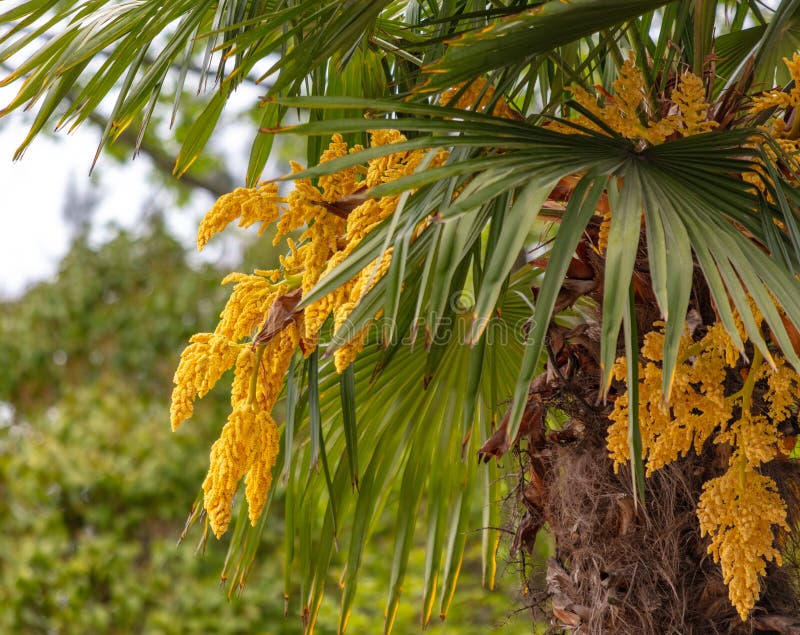 892 Inflorescence Palm Tree Stock Photos - Free & Royalty-Free Stock ...