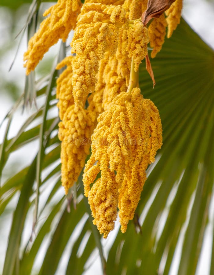 Yellow Flowers on a Palm Tree in Nature Stock Image - Image of nature ...