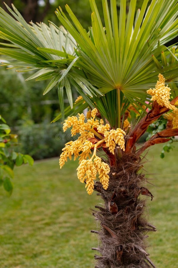 Yellow Flowers on a Palm Tree in Nature Stock Photo - Image of floral ...