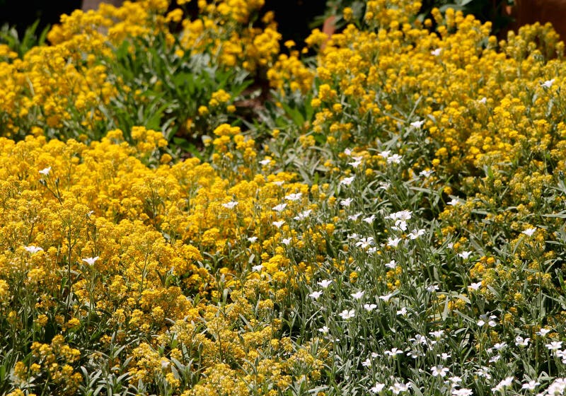 Yellow Flowers and Path in the Park, Flowers Golden Alyssum Stock Image ...