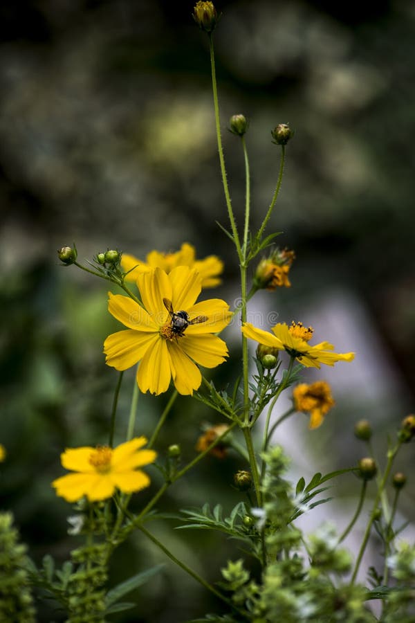 Yellow Flowers with Pollinator Insect Stock Image - Image of macro ...