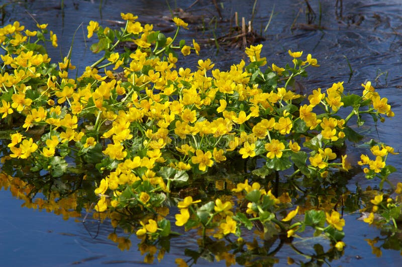 Yellow Flowers in Pool in Spring Stock Image - Image of yellow, pond ...