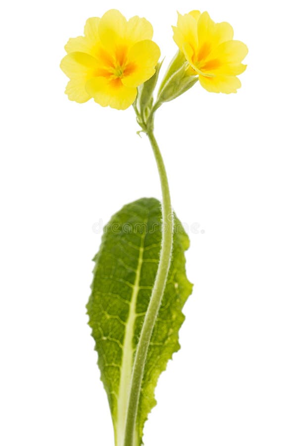 Flowers of Primrose, Isolated on White Background Stock Image - Image ...