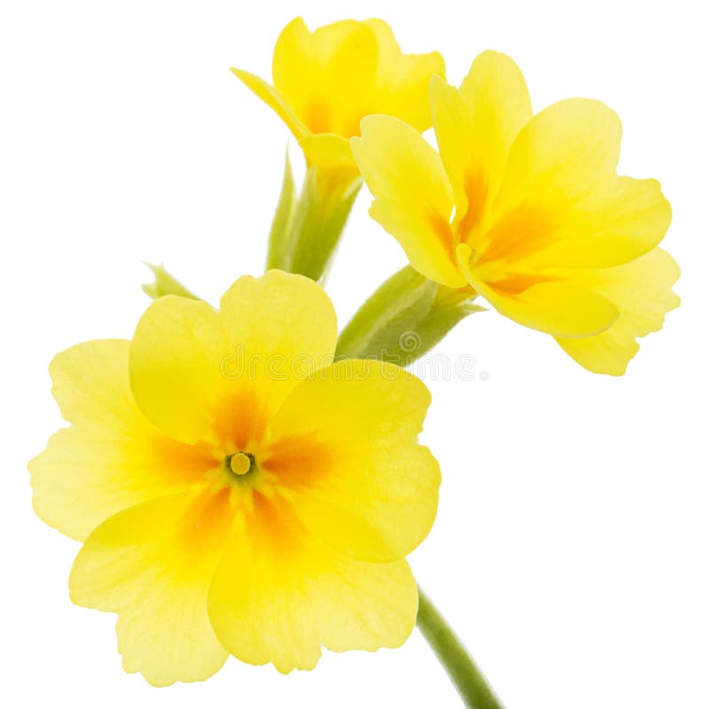 Yellow Flowers of Primrose, Isolated on White Background Stock Image ...