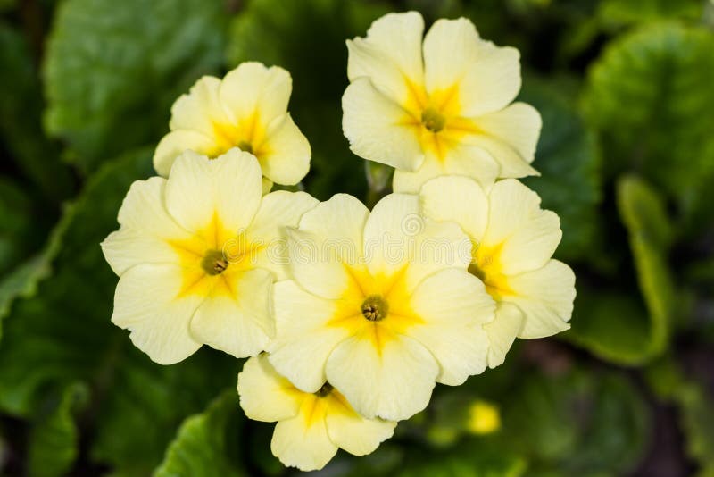 Primrose Flower and Bud (primula Vulgaris) Stock Photo - Image of ...