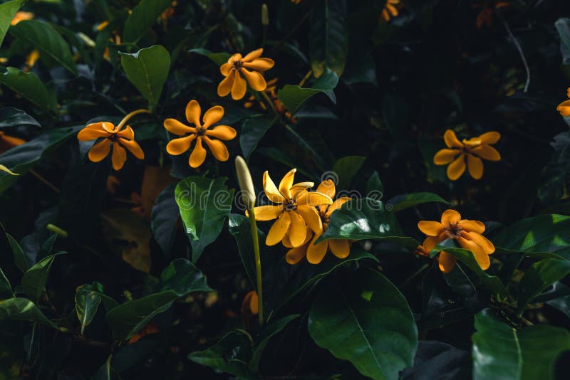 Yellow Flowers on Rainy Day in Nature Stock Image - Image of blurred ...