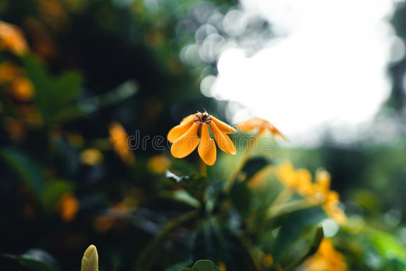 Yellow Flowers on Rainy Day in Nature Stock Photo - Image of flower ...