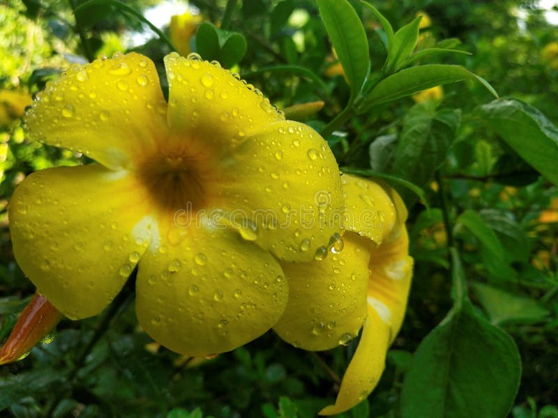 Yellow Flowers in the Rainy Season Stock Photo - Image of rainy ...