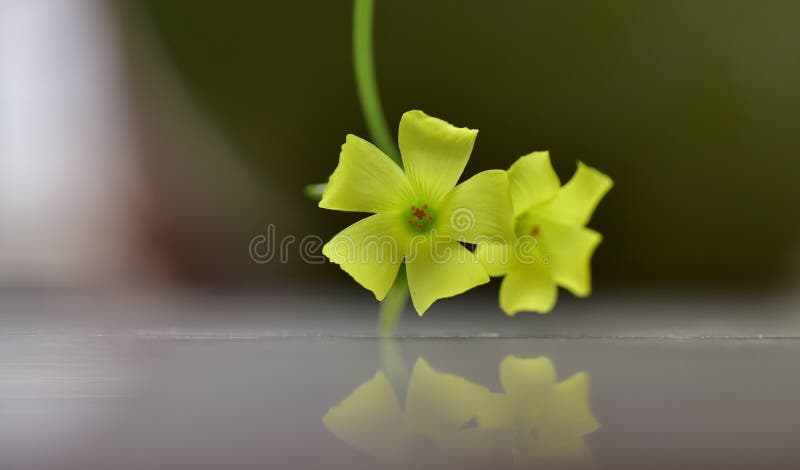 Yellow Flowers with Reflection in Spring. Stock Photo - Image of ...