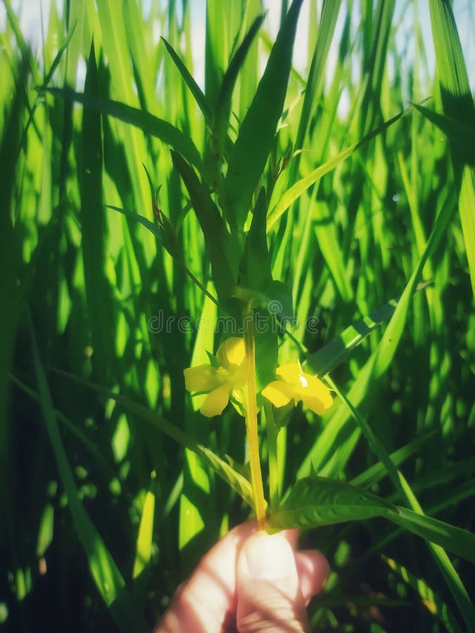 Yellow Flowers and Rice Plants Green Leaves Stock Photo - Image of ...