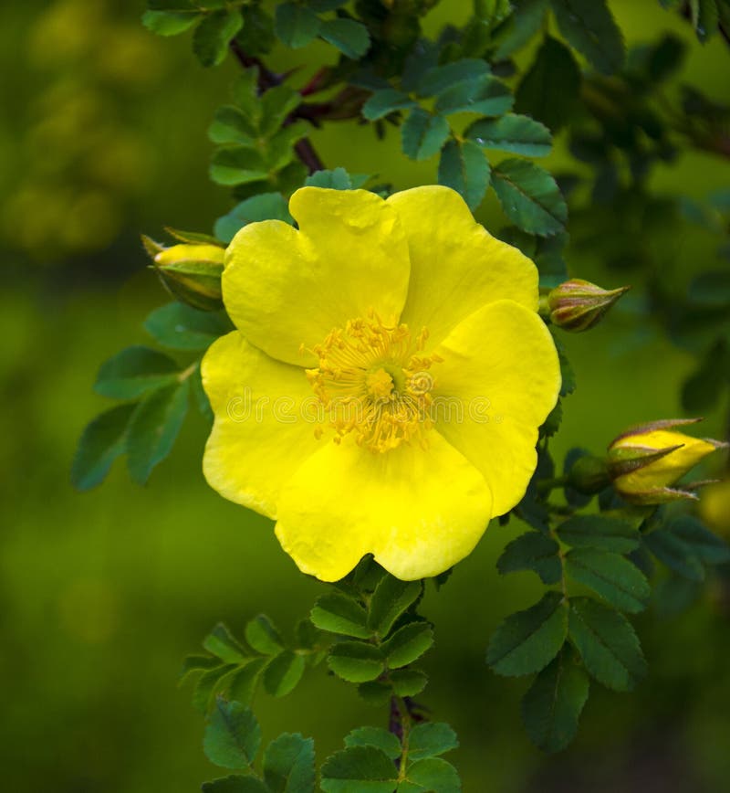 Yellow Flowers of Rose Hips Stock Photo - Image of nature, blooming ...