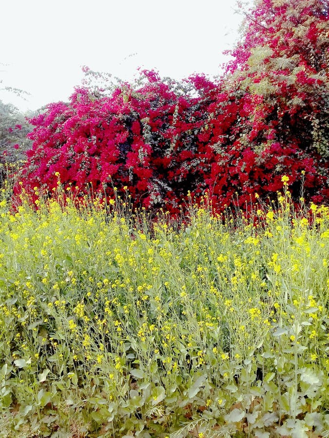 Sarso Red Tree Stock Photos - Free & Royalty-Free Stock Photos from ...