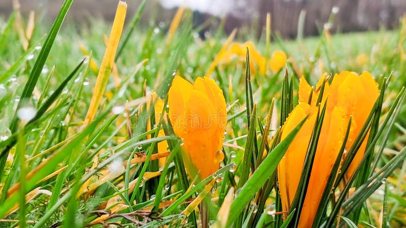Yellow Flowers Scattered in Green Grass, Signaling the Start of Spring ...