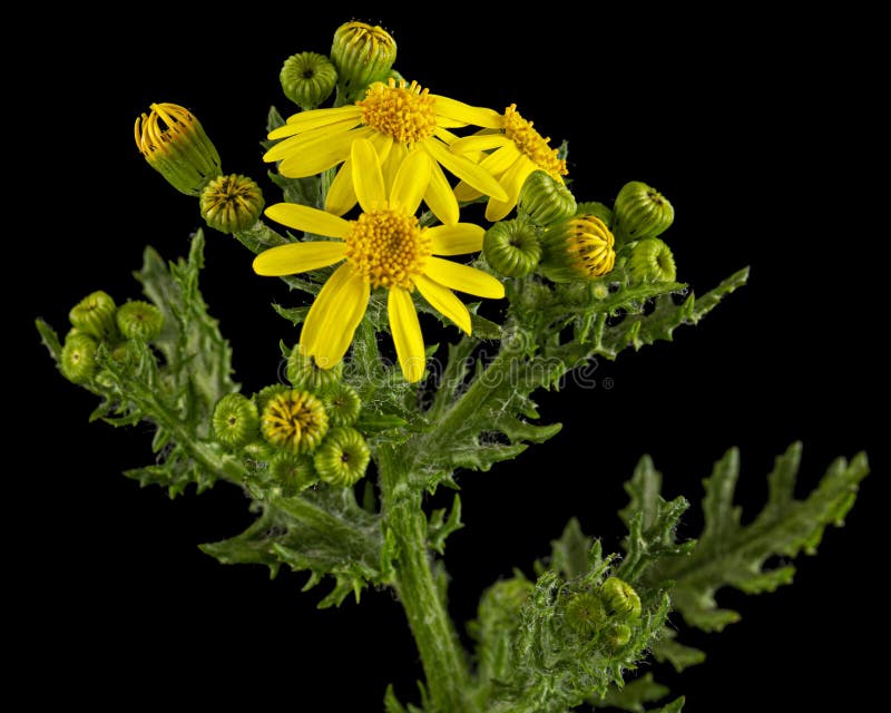 Yellow Flowers of Senecio Vernalis, Eastern Groundsel, Spring Groundsel ...