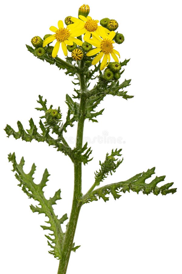 Yellow Flowers of Senecio Vernalis, Eastern Groundsel, Spring Groundsel ...