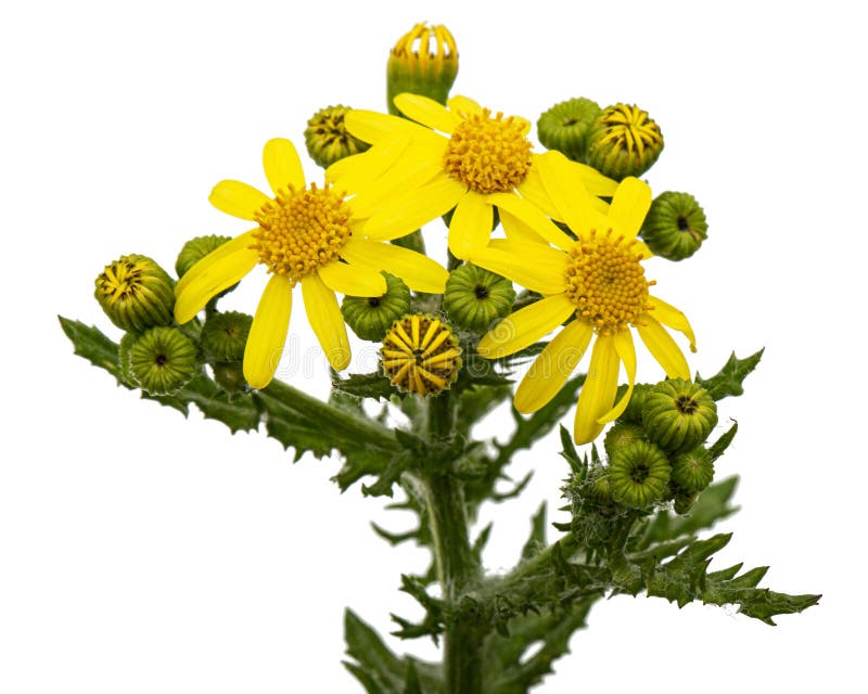 Yellow Flowers of Senecio Vernalis, Eastern Groundsel, Spring Groundsel ...
