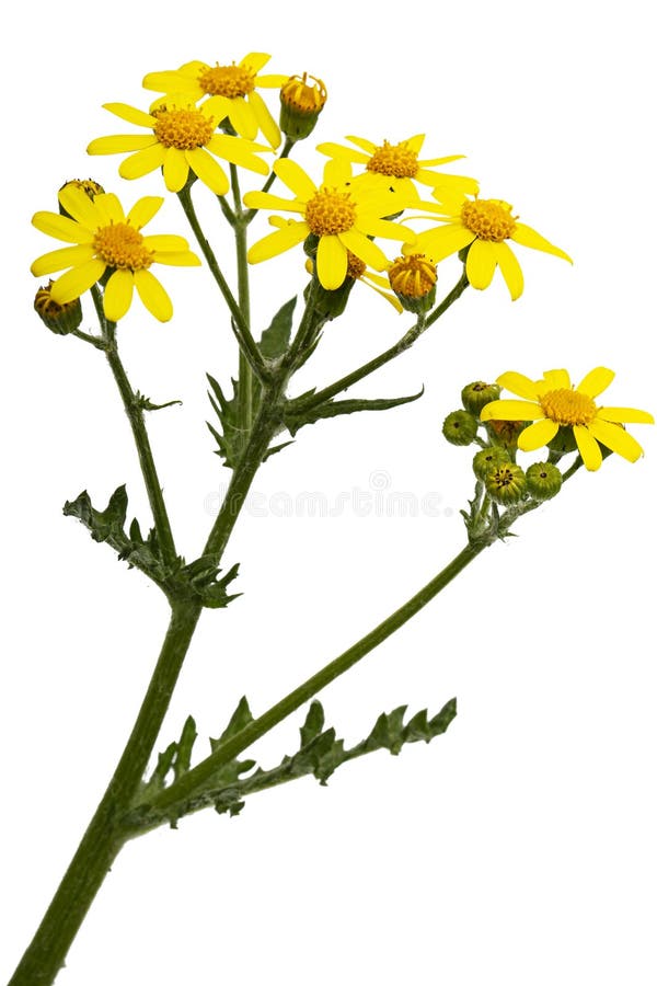 Yellow Flowers of Senecio Vernalis, Eastern Groundsel, Spring Groundsel ...