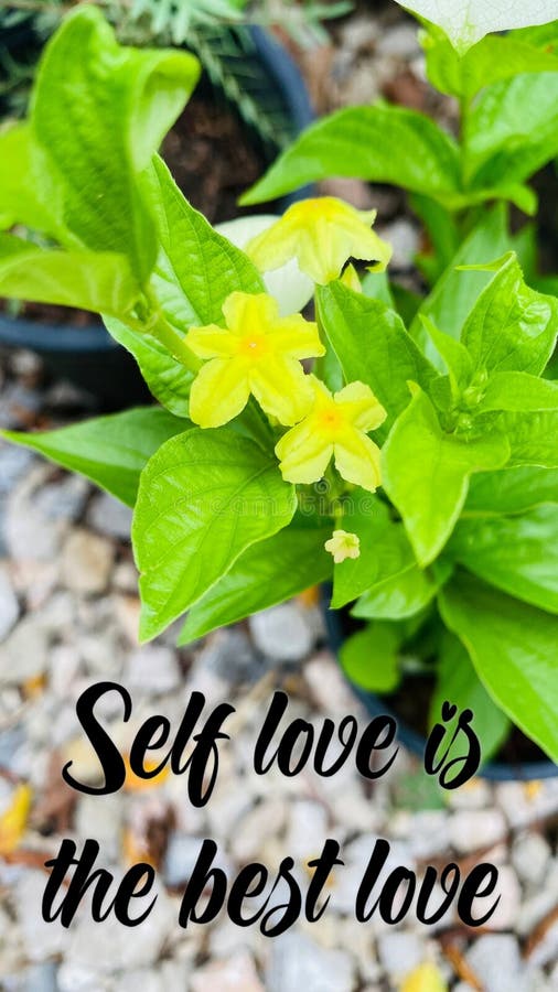 Self Love is the Best Love, Quote on White Background with a Yellow ...