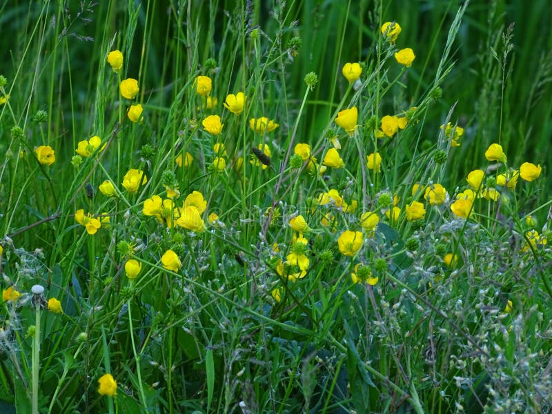 Yellow flowers stock photo. Image of park, warsaw, summer - 93616766