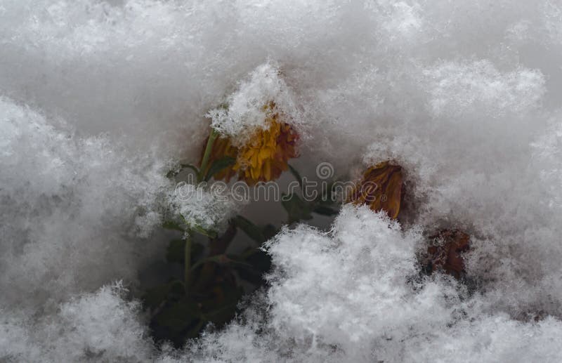 Yellow flowers in the snow stock image. Image of fresh - 264445667