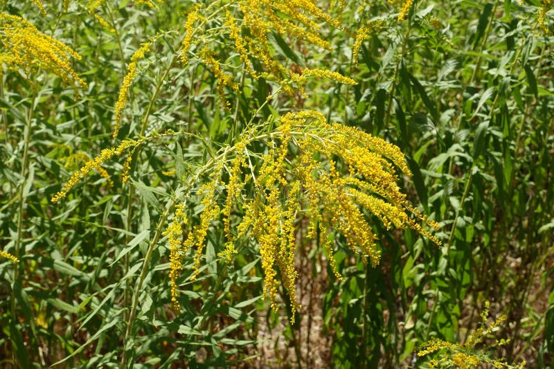 Yellow Flowers of Solidago Canadensis in August Stock Photo - Image of ...