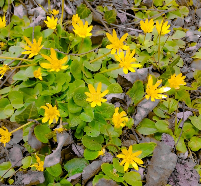 Yellow flowers in spring stock image. Image of nature - 215554675