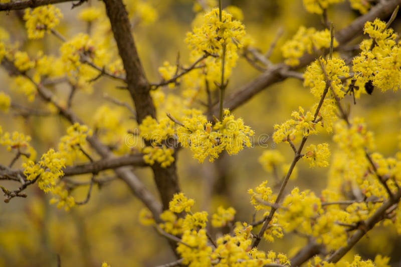 Yellow flowers in spring. stock photo. Image of field - 52206778