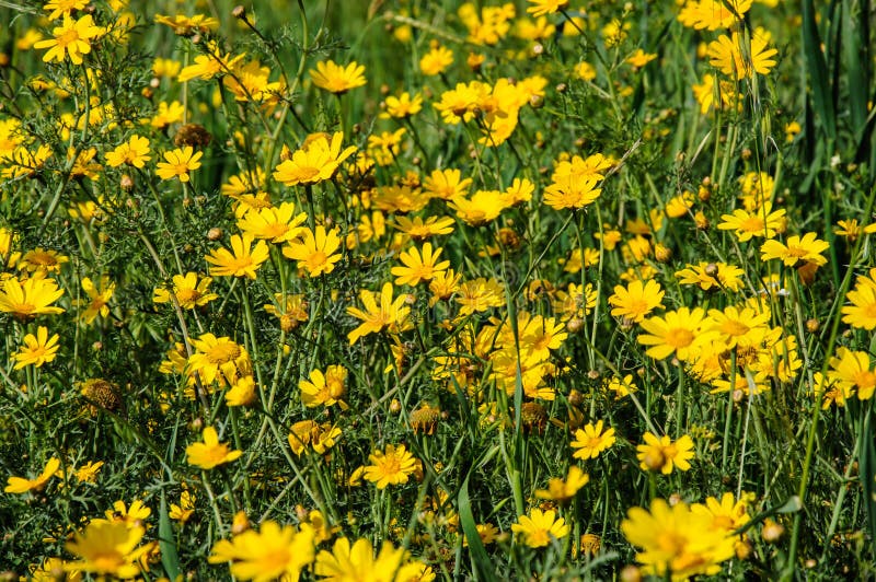 Yellow Flowers in Spring Blooming Meadow Stock Image - Image of growth ...