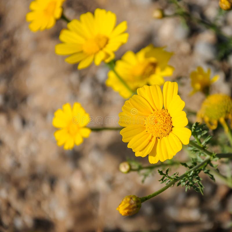 Yellow Flowers in Spring Blooming Meadow Stock Photo - Image of rural ...