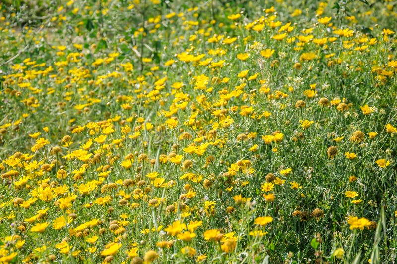 Yellow Flowers in Spring Blooming Meadow Stock Image - Image of ...