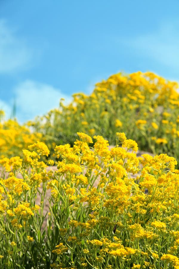 Field-flowers-yellow-agriculture Picture. Image: 84928455