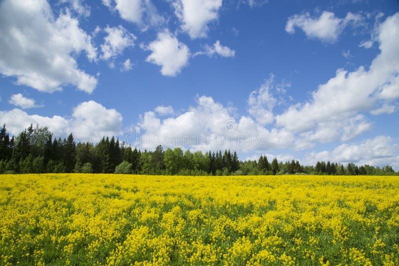 Yellow Flowers in the Spring in the Fields.Surepka Vulgaris Blooms in ...