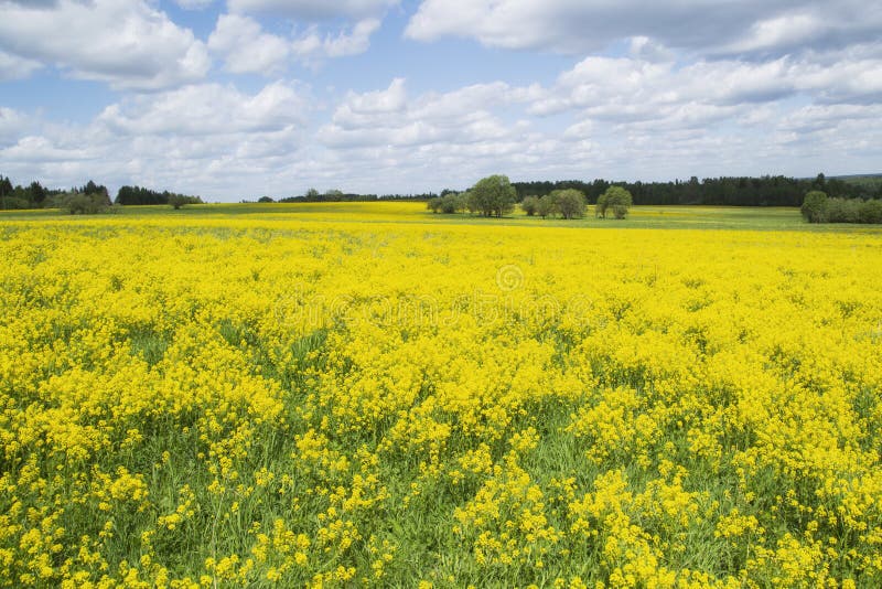 Yellow Flowers in the Spring in the Fields.Surepka Vulgaris Blooms in ...