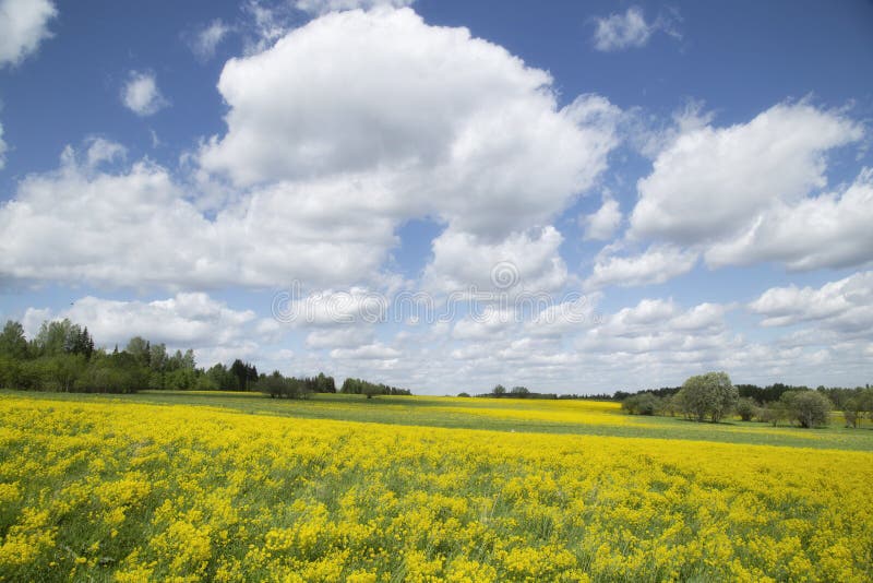 Yellow Flowers in the Spring in the Fields.Surepka Vulgaris Blooms in ...