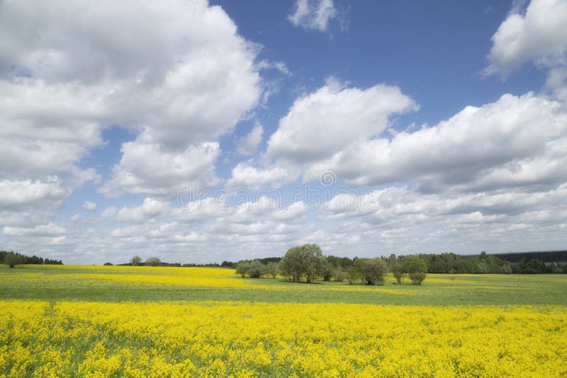 Yellow Flowers in the Spring in the Fields.Surepka Vulgaris Blooms in ...