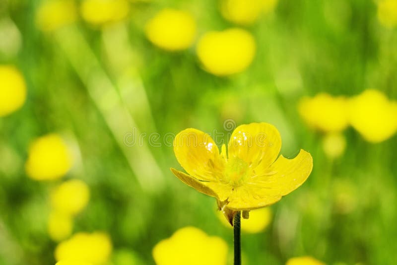 Yellow Flowers on a Spring Meadow Stock Image - Image of nature ...