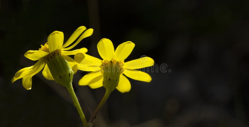 Yellow flowers in spring. stock photo. Image of flower - 188910654