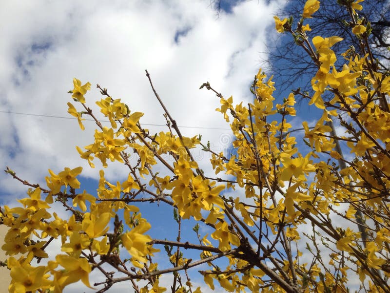 Yellow flowers in spring stock photo. Image of nature - 68944804