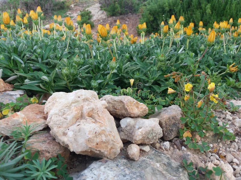 Spring on Malta, Pink Flower Growing from Sand Stock Photo - Image of ...
