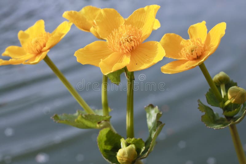 Yellow Flowers in Springtime Stock Image - Image of garden, blossoms ...