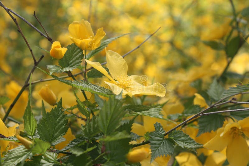 Yellow Flowers in the Springtime. Stock Photo - Image of flora ...