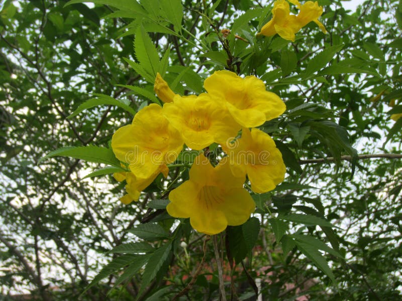 Yellow Flowers with Stems and Leaves Stock Photo - Image of leaves ...